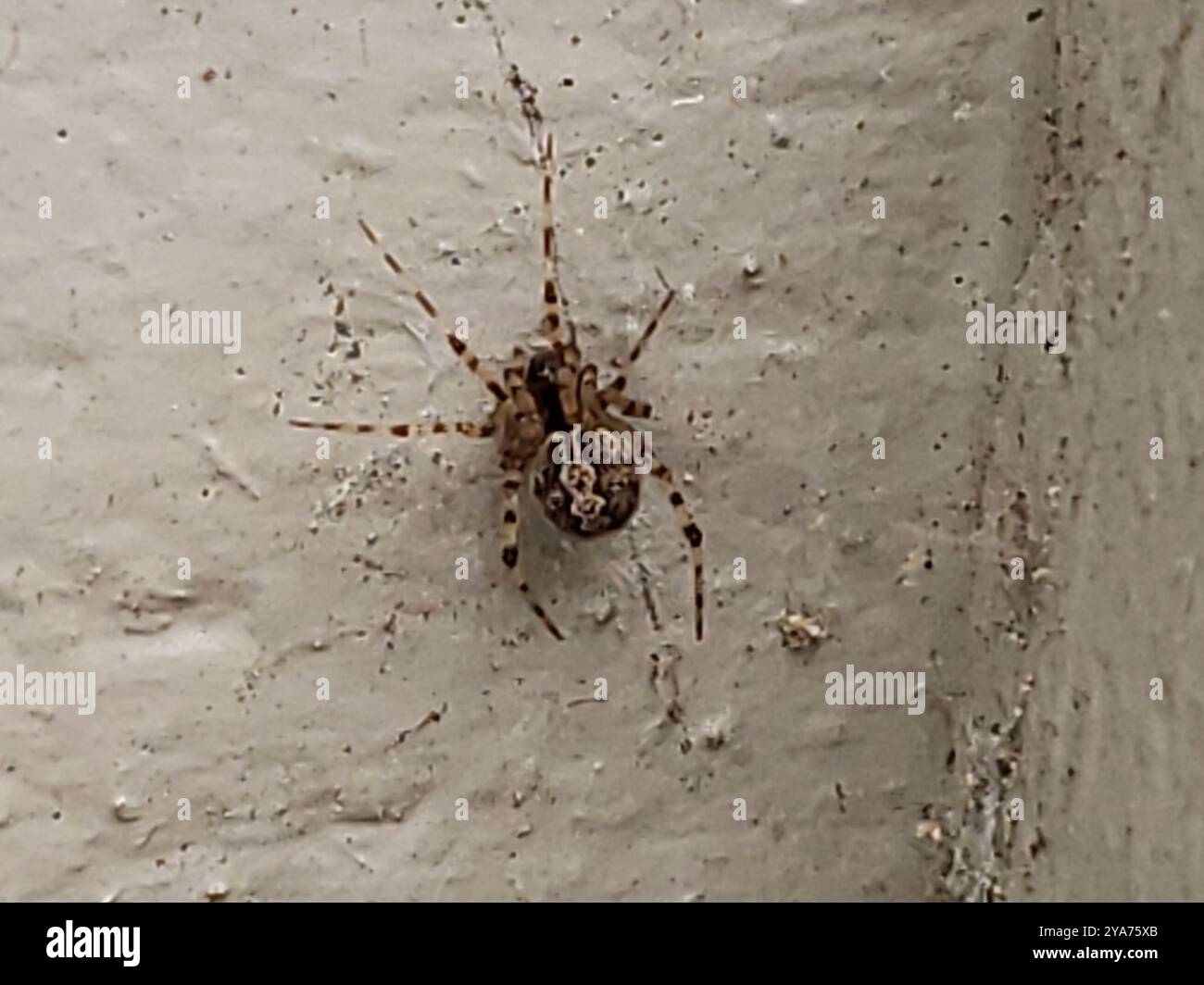 Comb-footed Spiders (Theridiidae) Arachnida Stock Photo - Alamy
