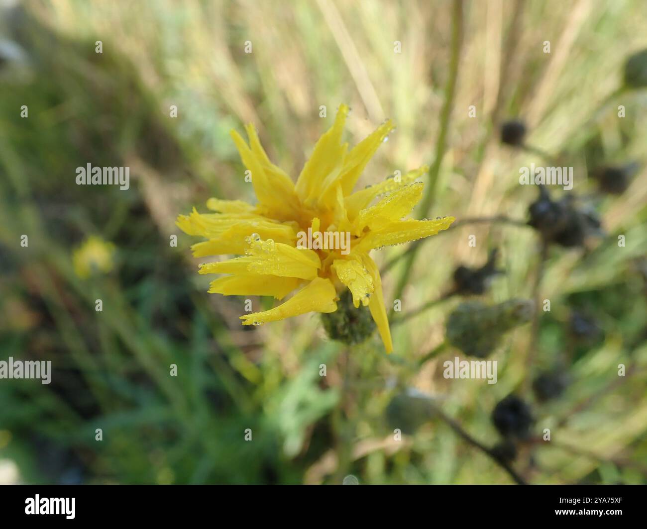 glandular field sowthistle (Sonchus arvensis arvensis) Plantae Stock ...