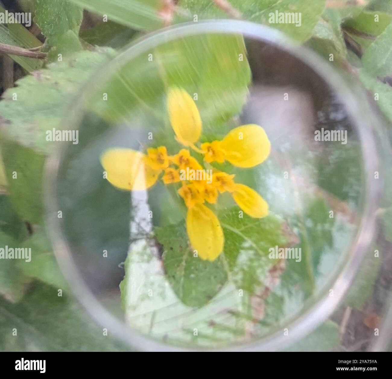 straggler daisy (Calyptocarpus vialis) Plantae Stock Photo - Alamy