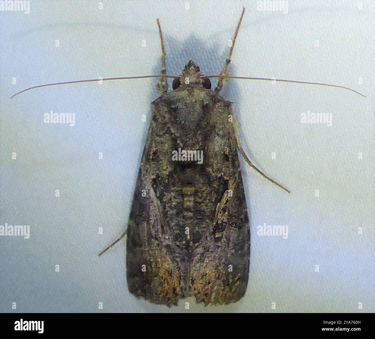 Sharp-stigma Looper Moth (Ctenoplusia oxygramma) Insecta Stock Photo ...