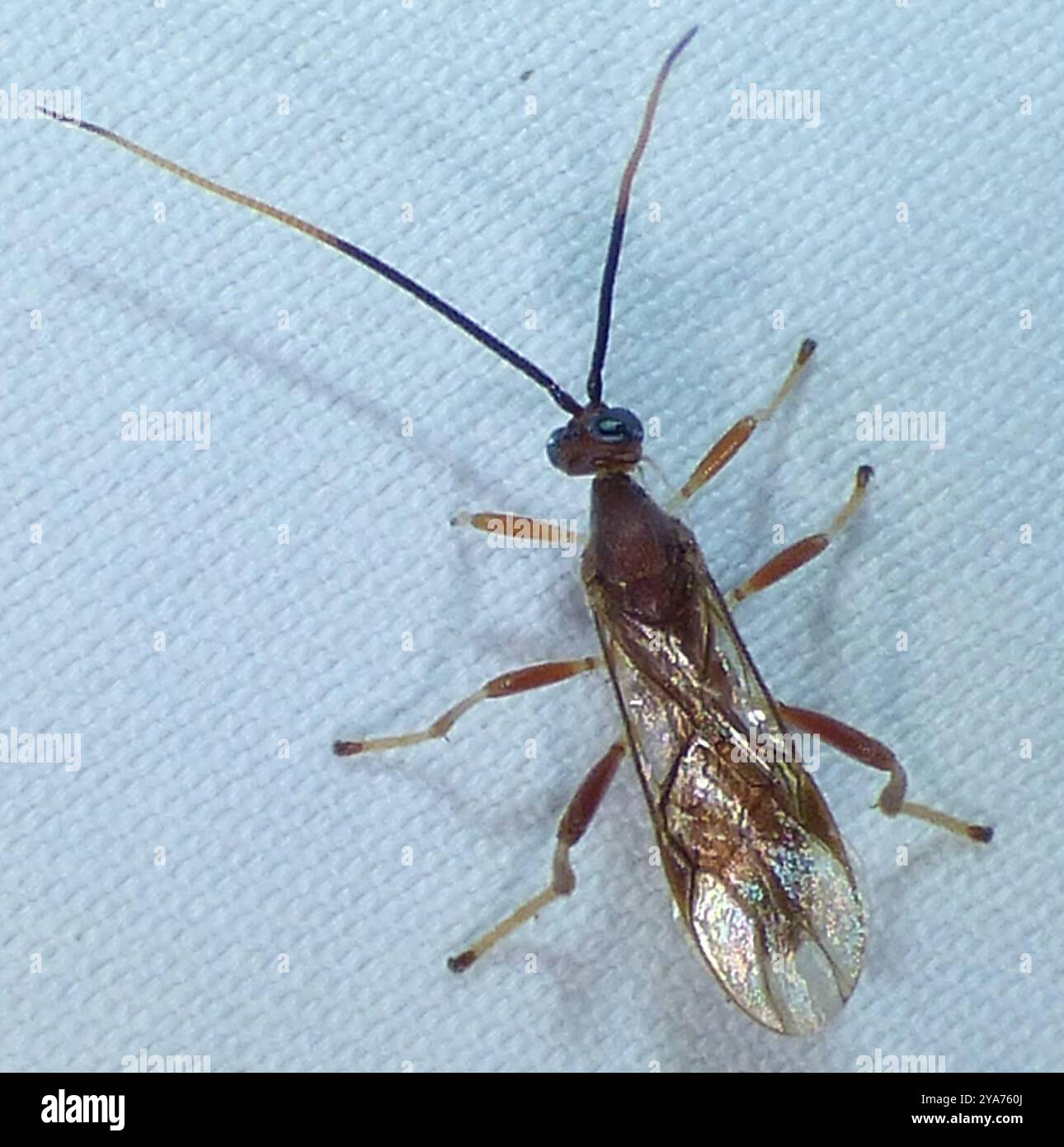 Braconid Wasps (Braconidae) Insecta Stock Photo - Alamy