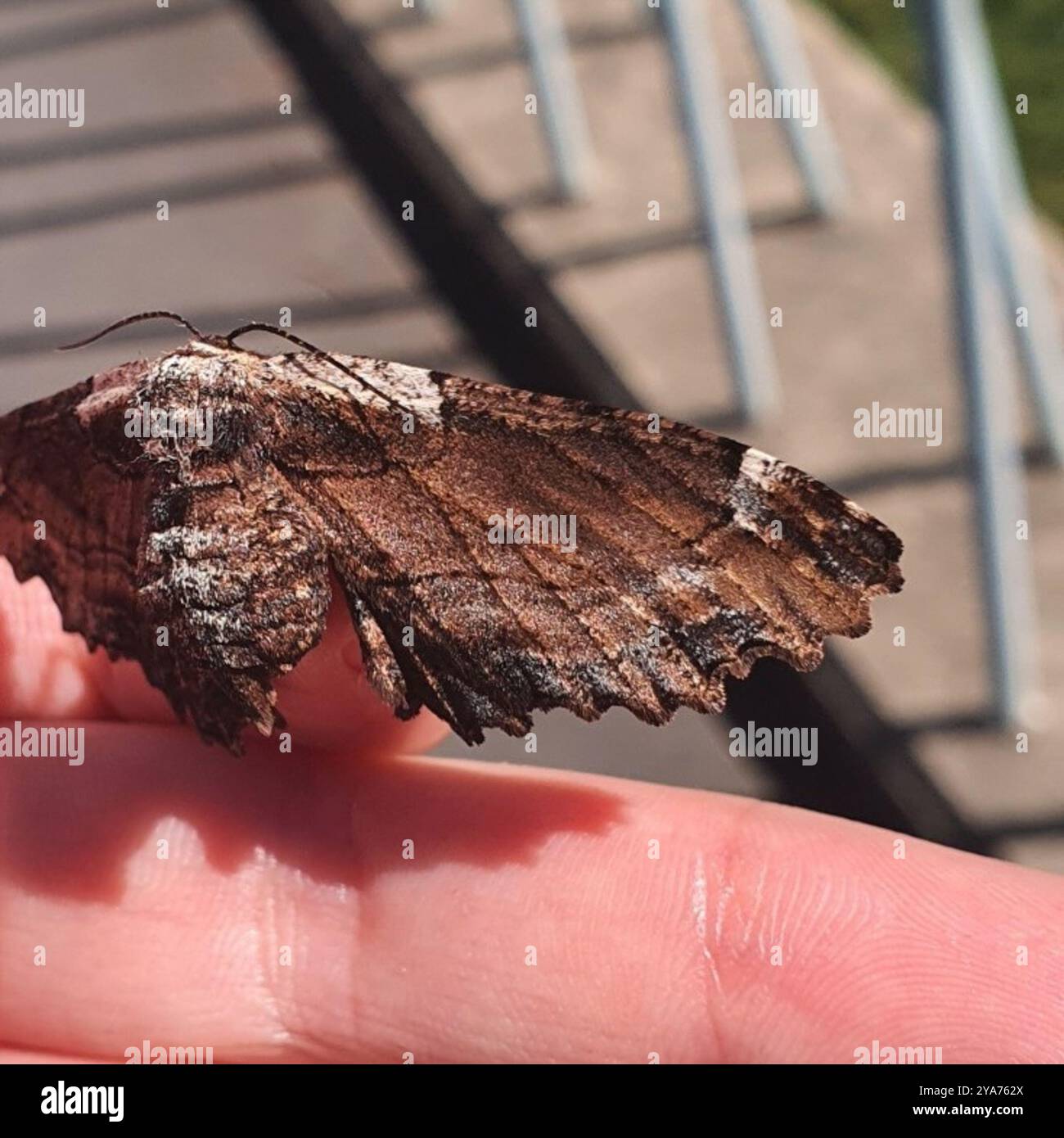 Sinister Moth (Pholodes sinistraria) Insecta Stock Photo - Alamy