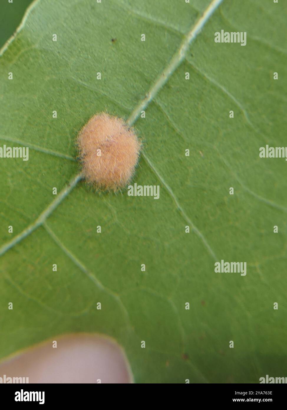 Woolly Oak Gall Wasp (Callirhytis lanata) Insecta Stock Photo - Alamy
