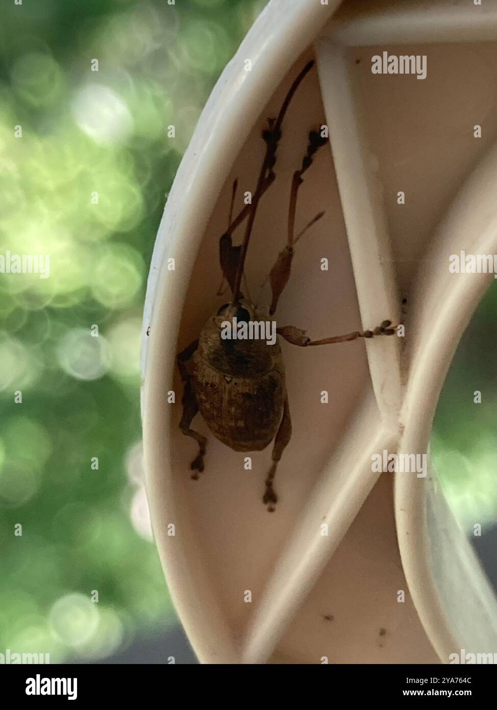Nut and Acorn Weevils (Curculio) Insecta Stock Photo - Alamy