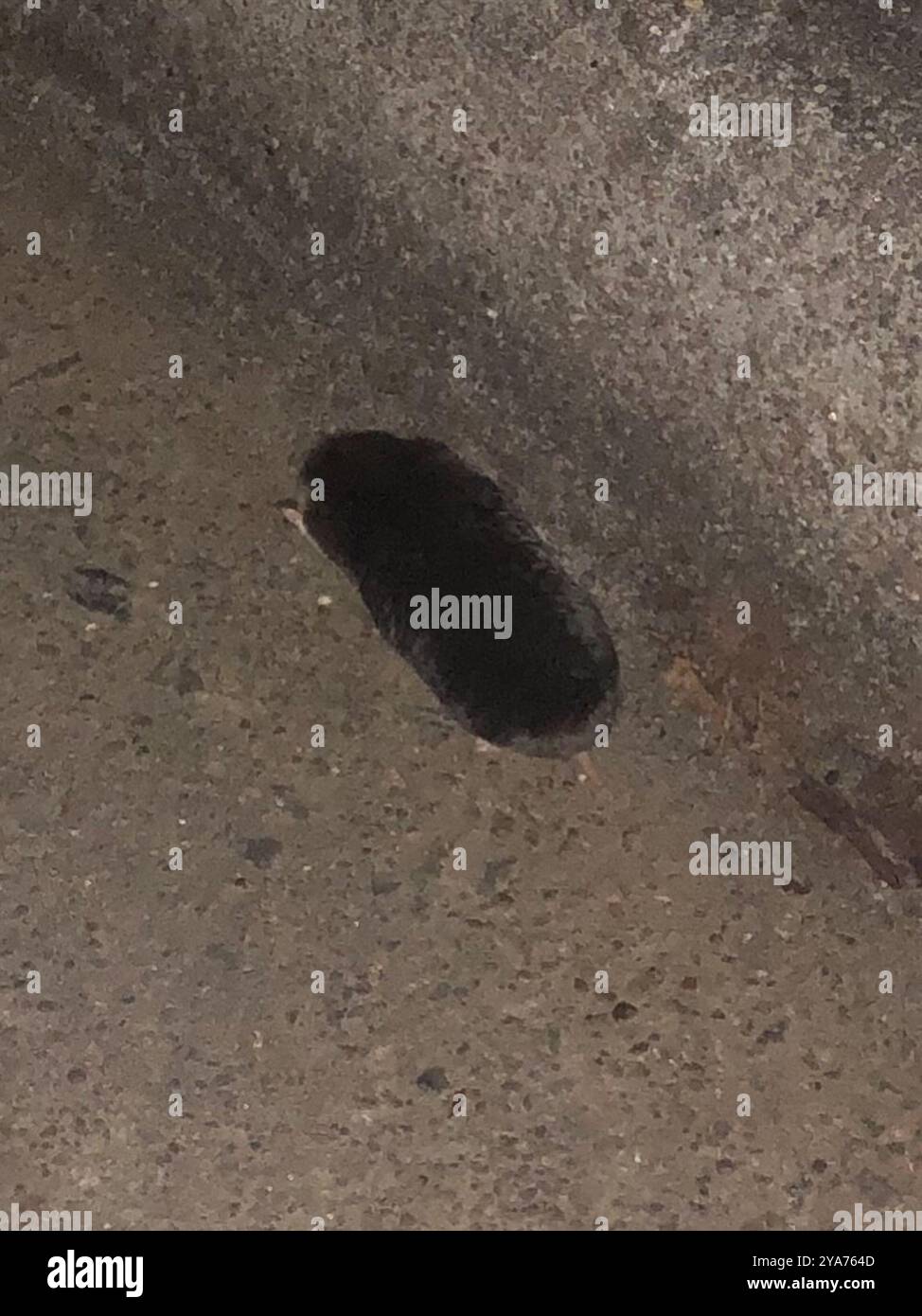 Eastern mole scalopus aquaticus hi-res stock photography and images - Alamy