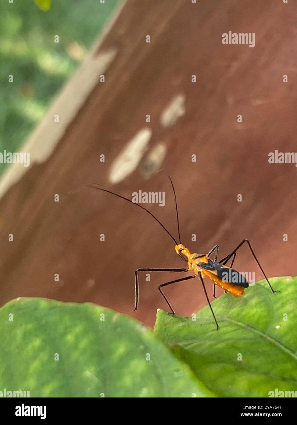 Milkweed Assassin Bug (Zelus longipes) Insecta Stock Photo - Alamy
