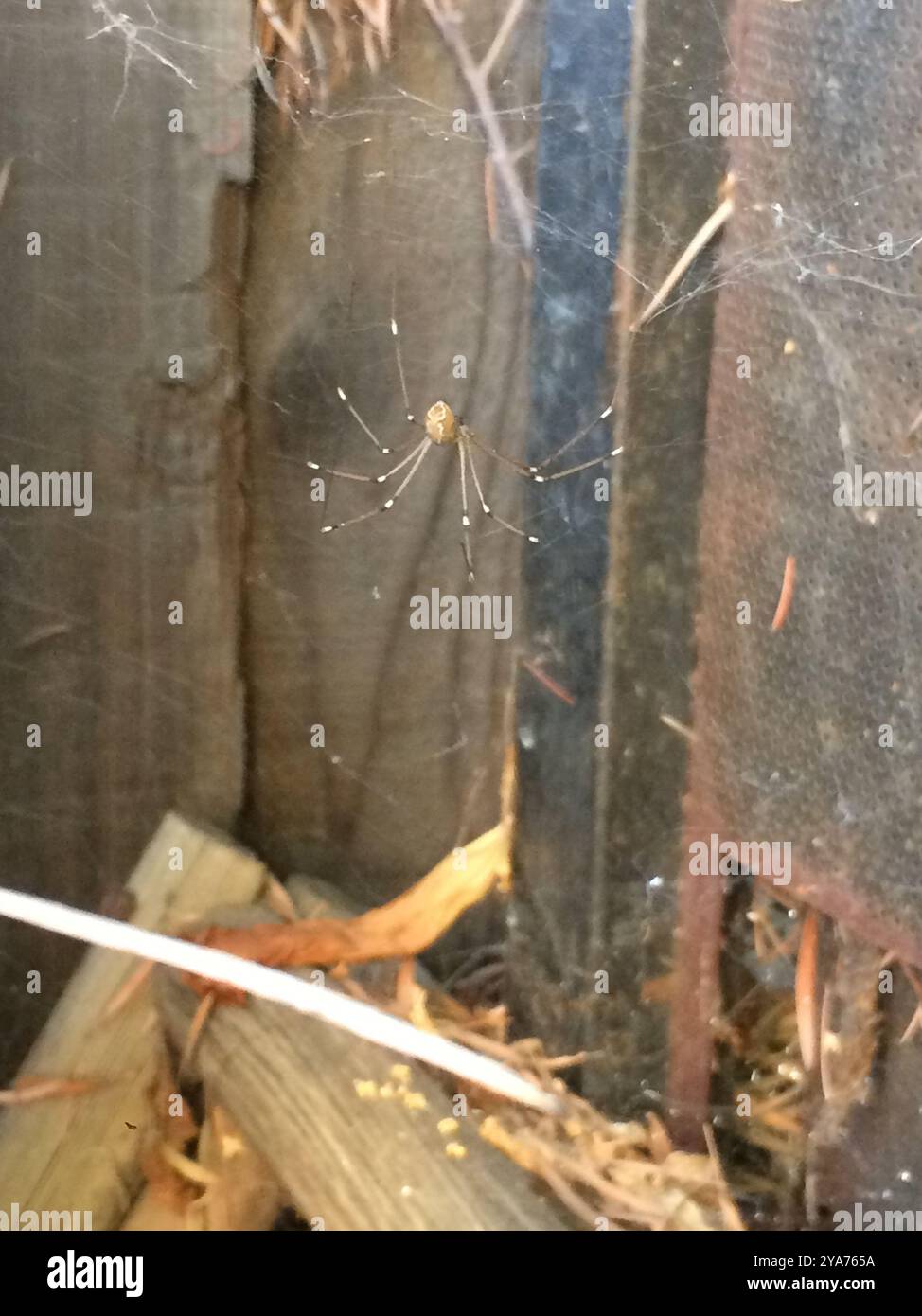 Marbled Cellar Spider (Holocnemus pluchei) Arachnida Stock Photo - Alamy