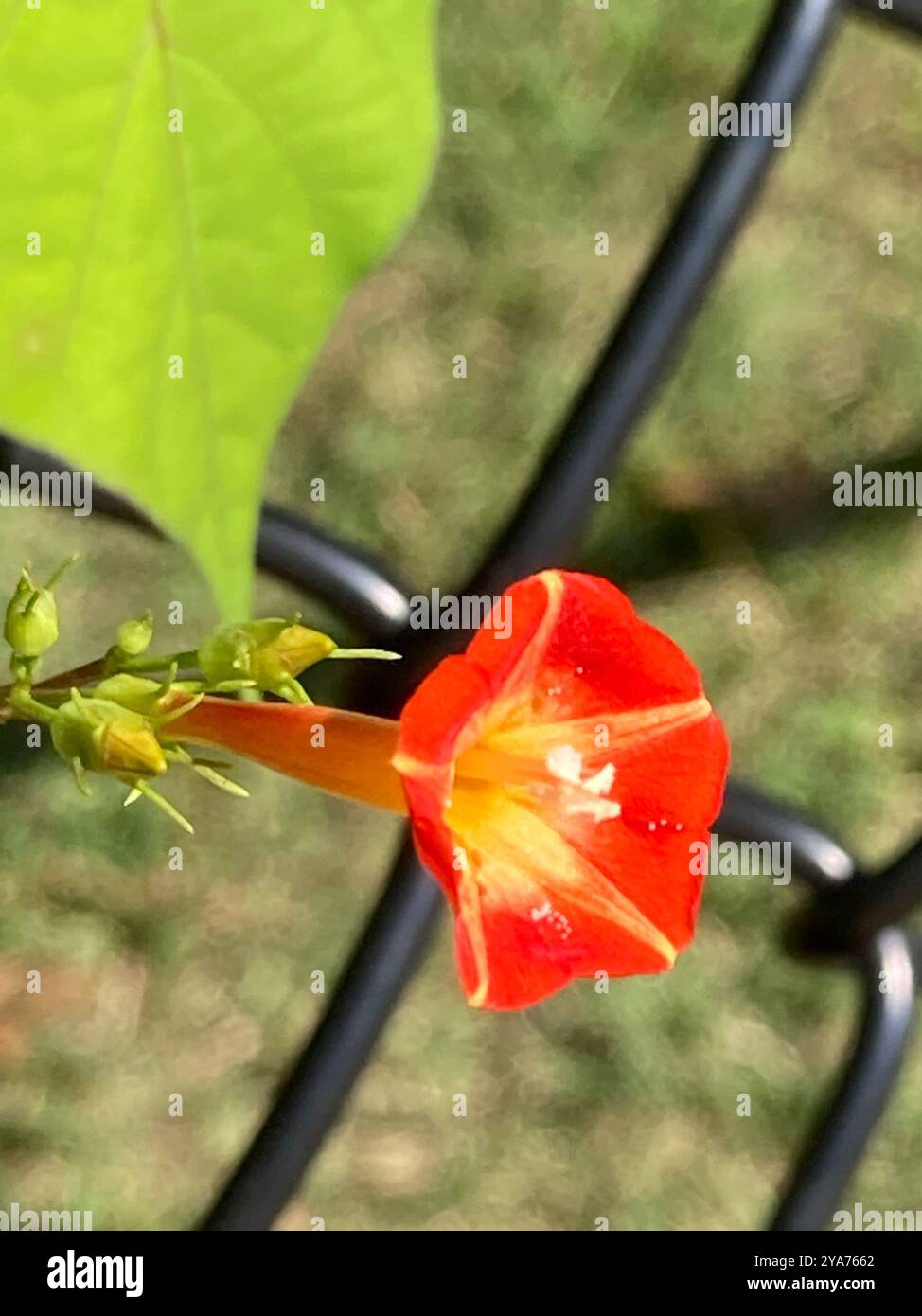 red morning glory (Ipomoea coccinea) Plantae Stock Photo - Alamy
