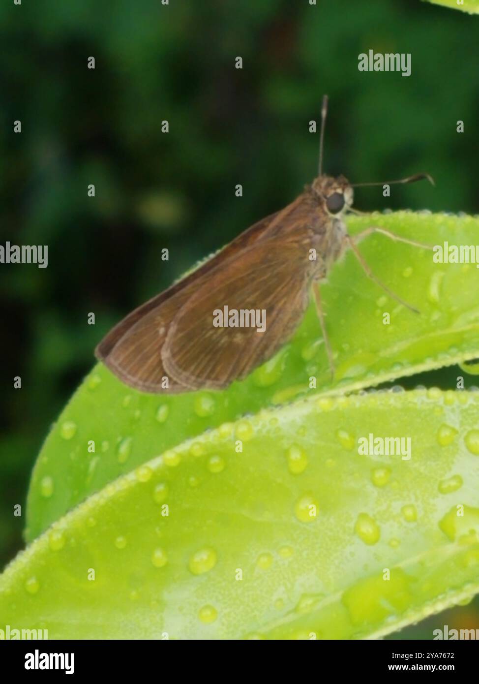 Three-spotted Skipper (Cymaenes tripunctus) Insecta Stock Photo - Alamy