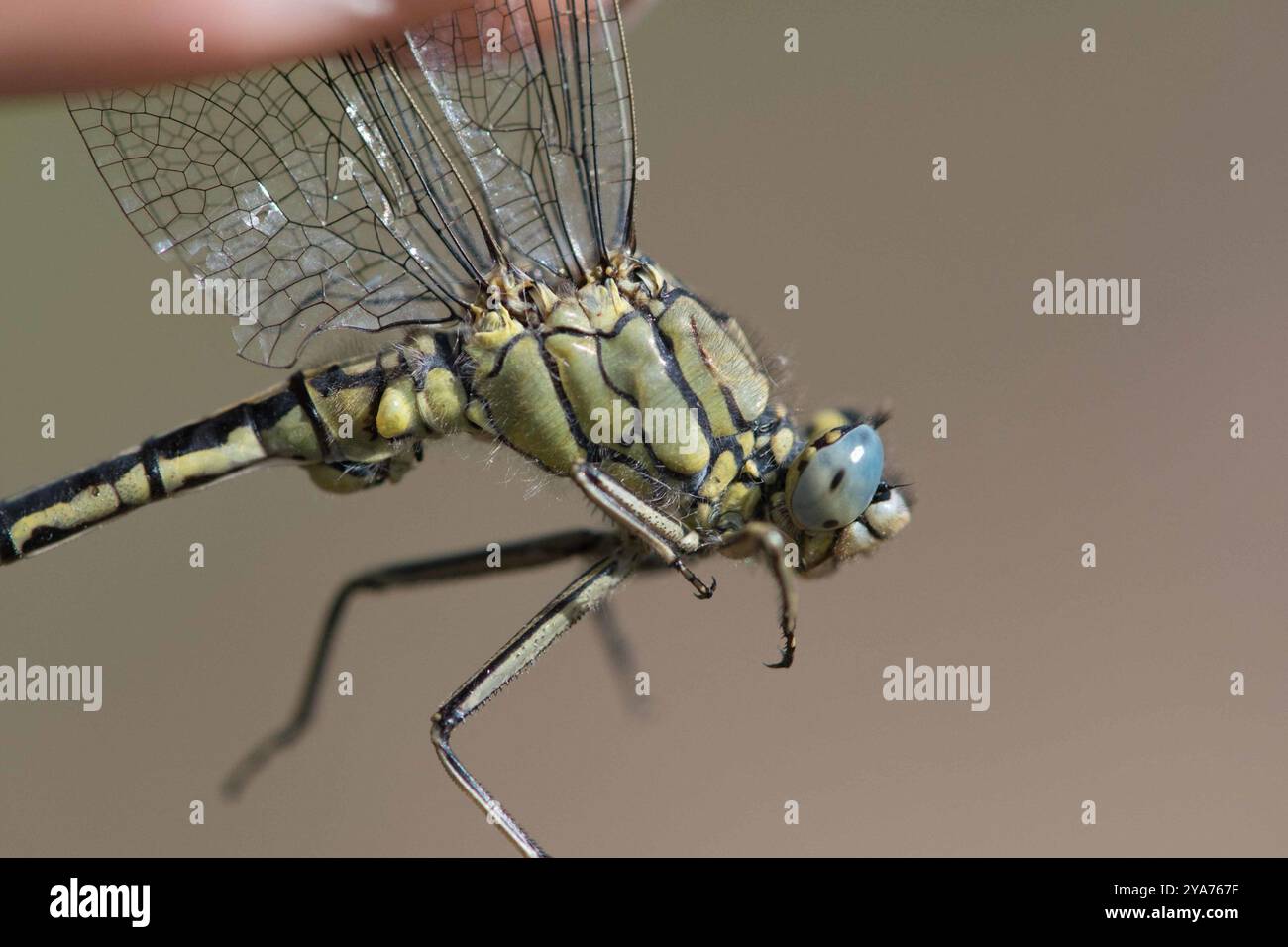 Western Clubtail (Gomphus pulchellus) Insecta Stock Photo - Alamy