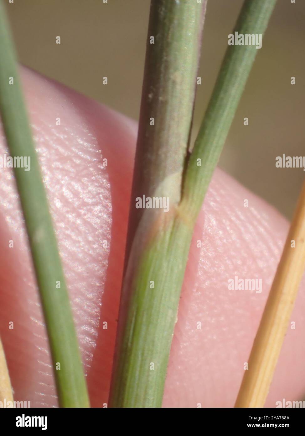 Common Saltmarsh-grass (Puccinellia maritima) Plantae Stock Photo - Alamy