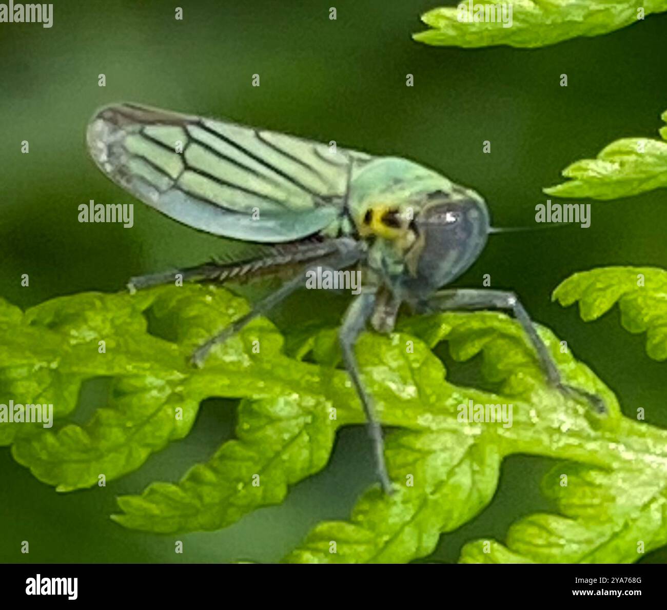 Green Leafhopper (Cicadella viridis) Insecta Stock Photo - Alamy