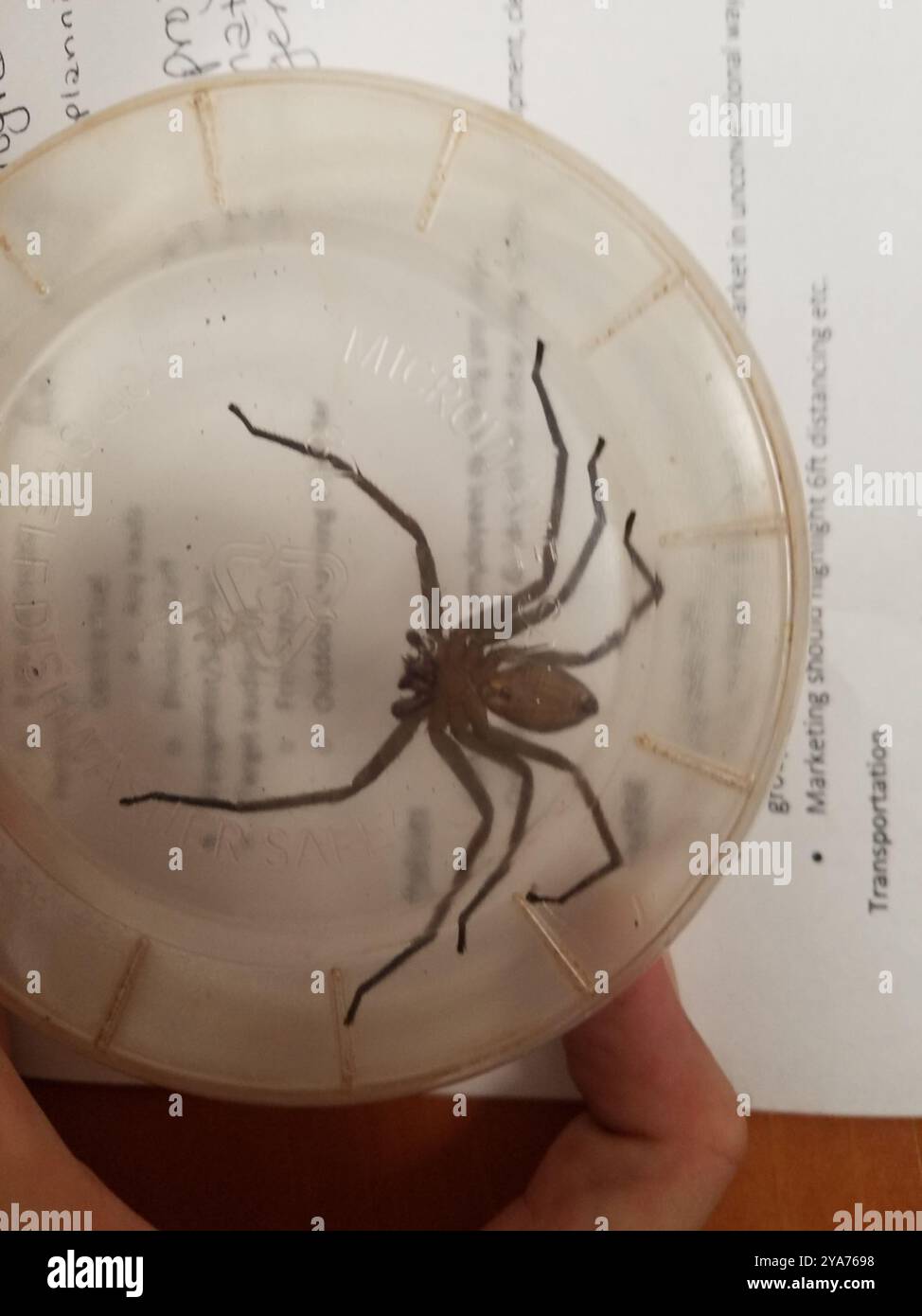 Pantropical huntsman spider hi-res stock photography and images - Alamy