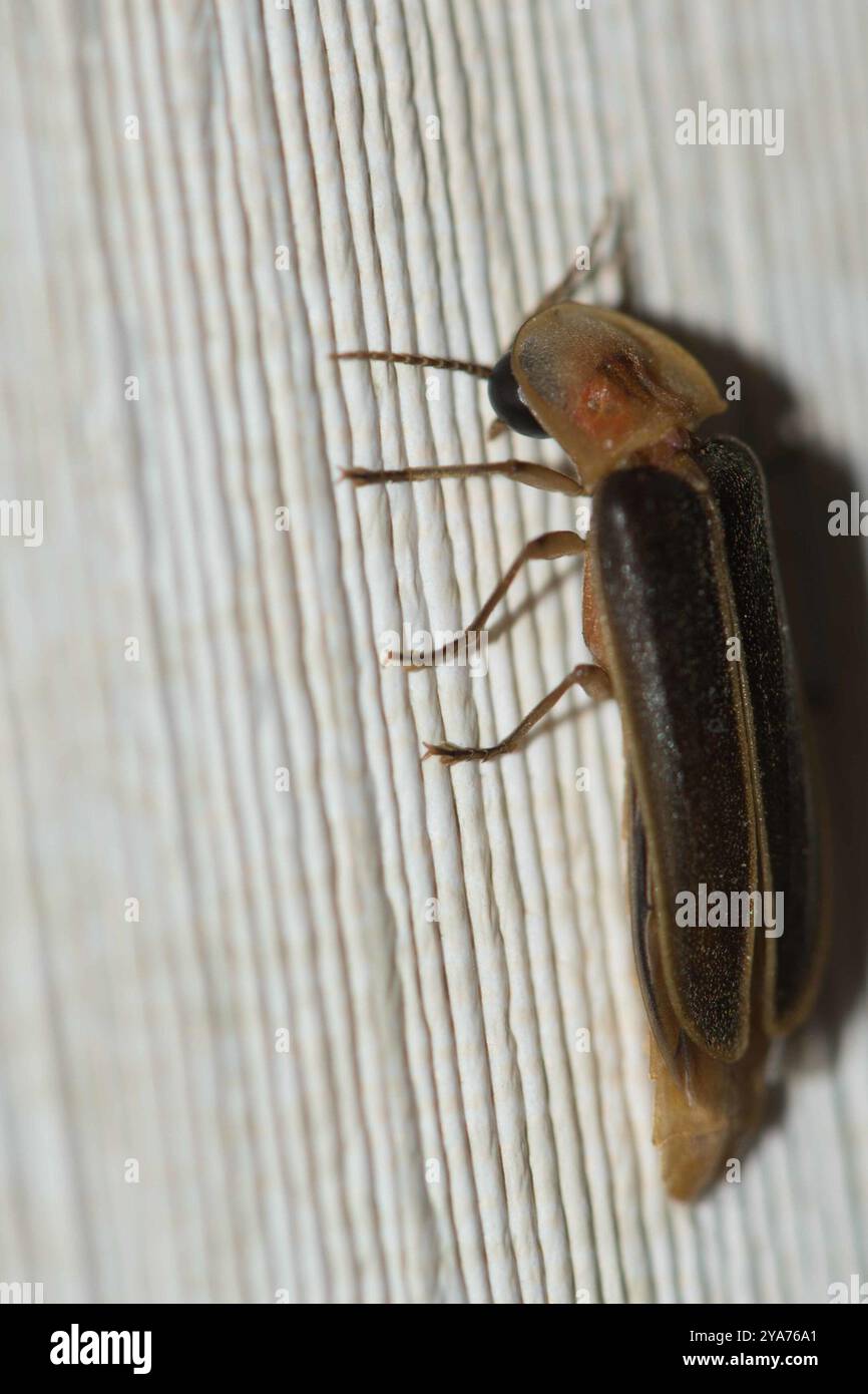 Mediterranean Pale Glow-worm (Nyctophila reichii) Insecta Stock Photo ...
