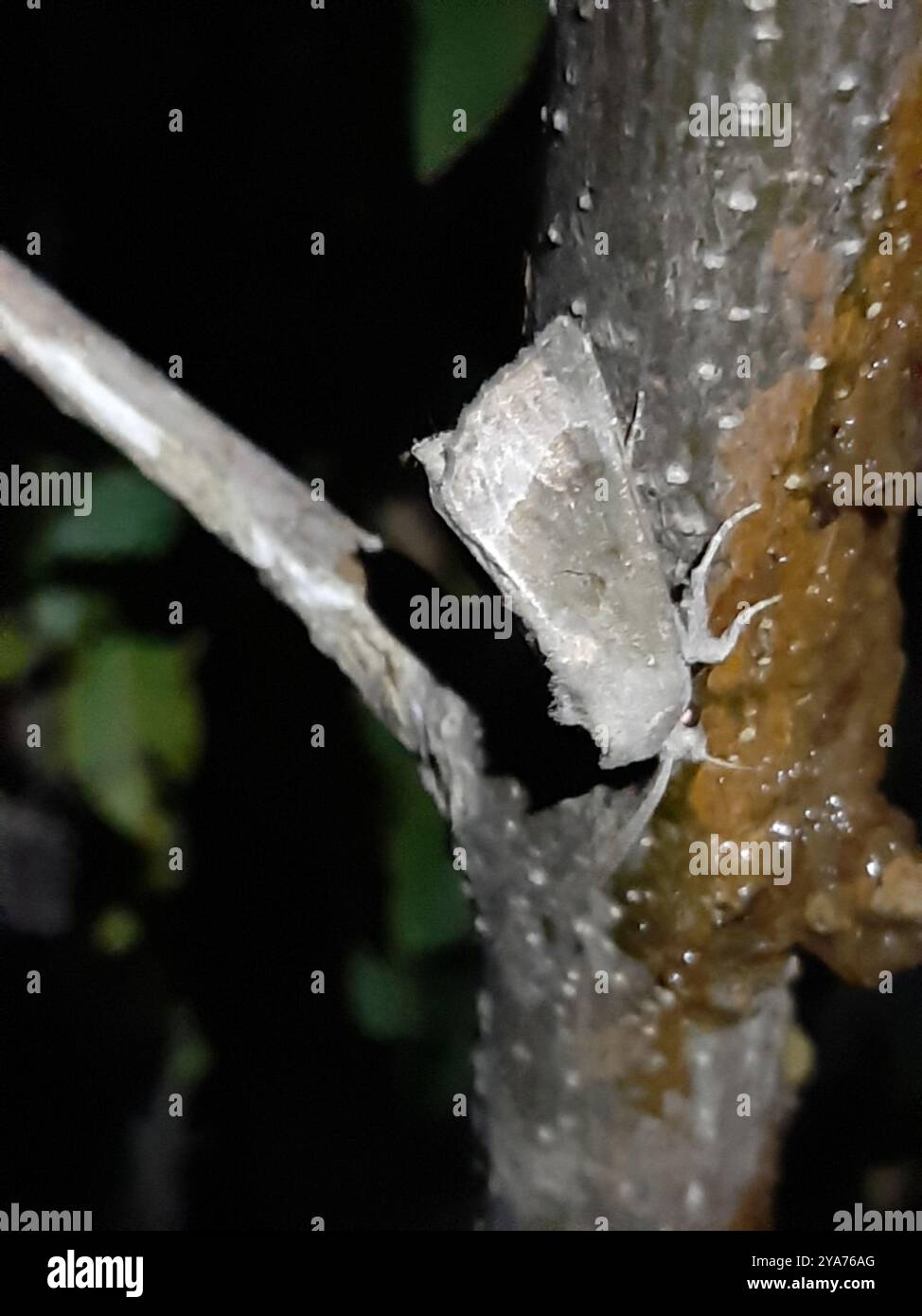 Stalk Borer Moth (Papaipema nebris) Insecta Stock Photo - Alamy