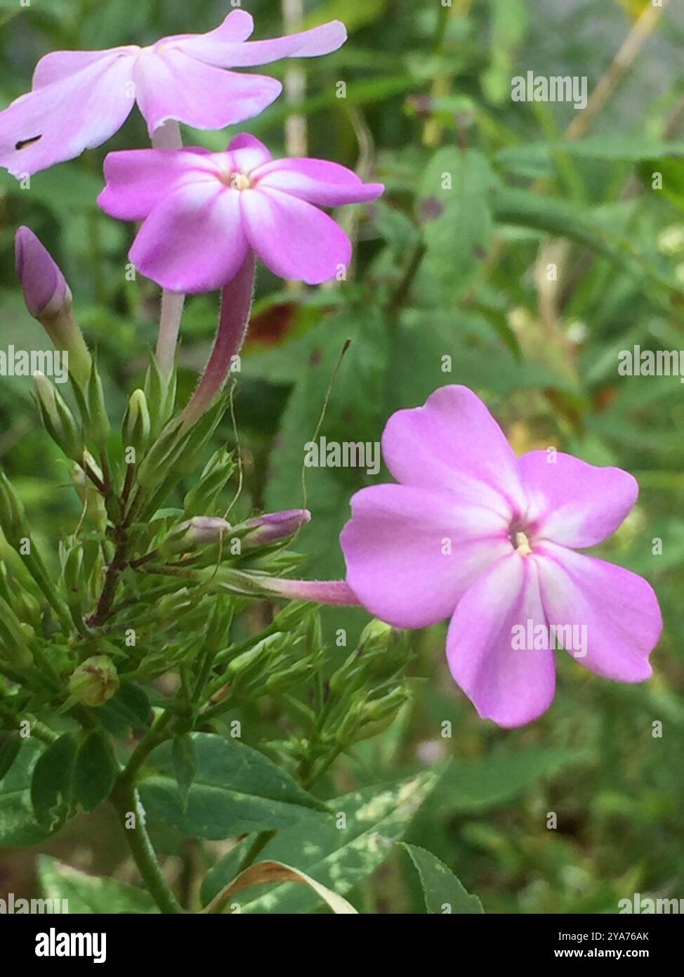 fall phlox (Phlox paniculata) Plantae Stock Photo - Alamy