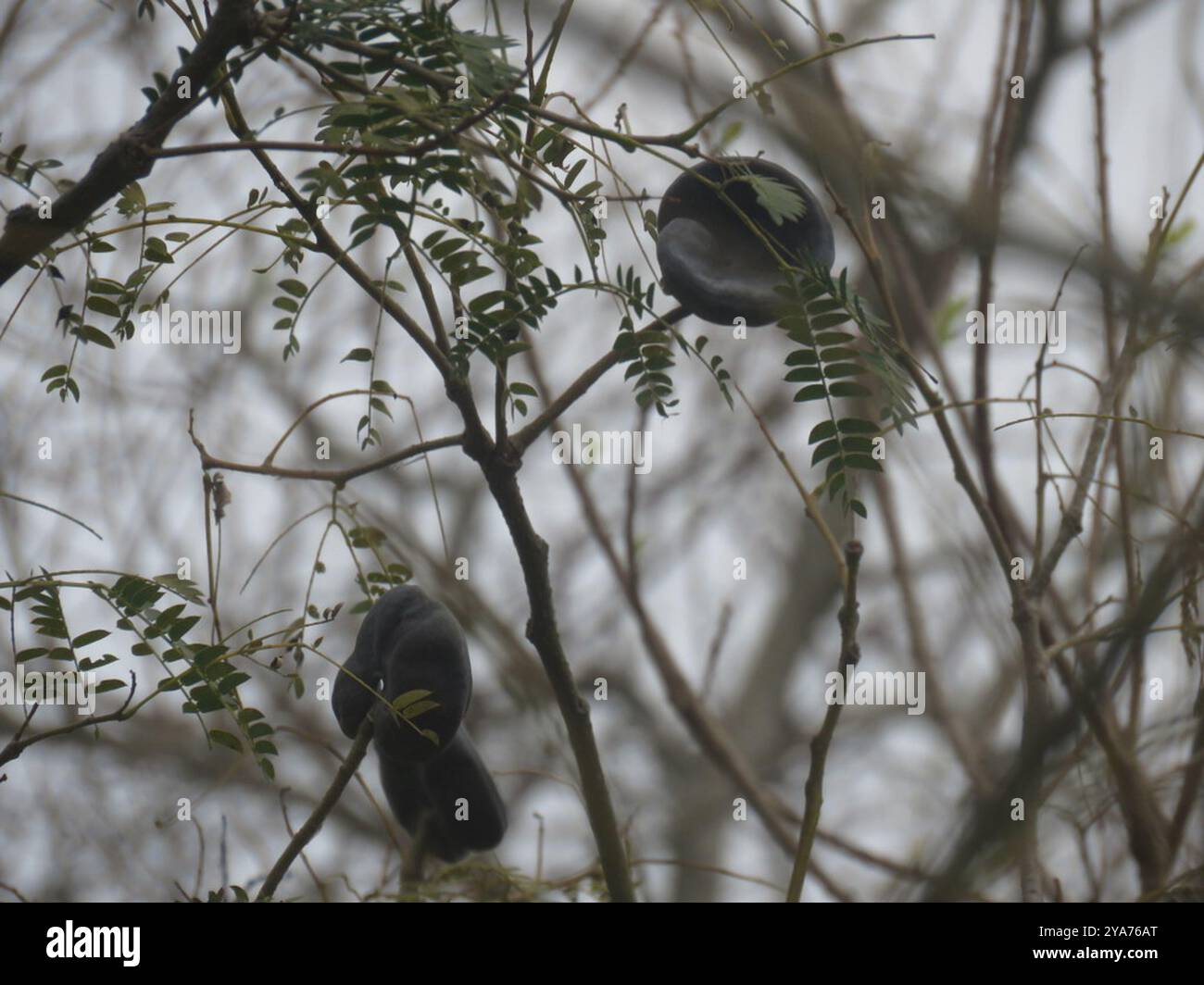 Pacara earpod tree hi-res stock photography and images - Alamy