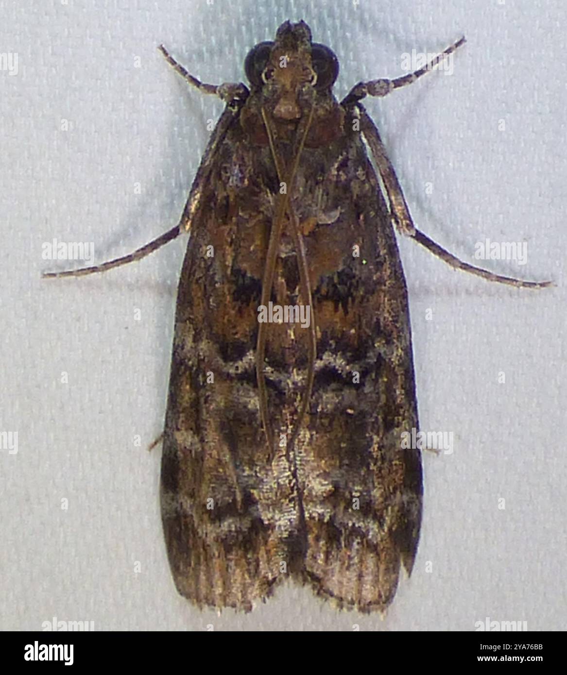 Zimmerman Pine Moth (Dioryctria zimmermani) Insecta Stock Photo - Alamy