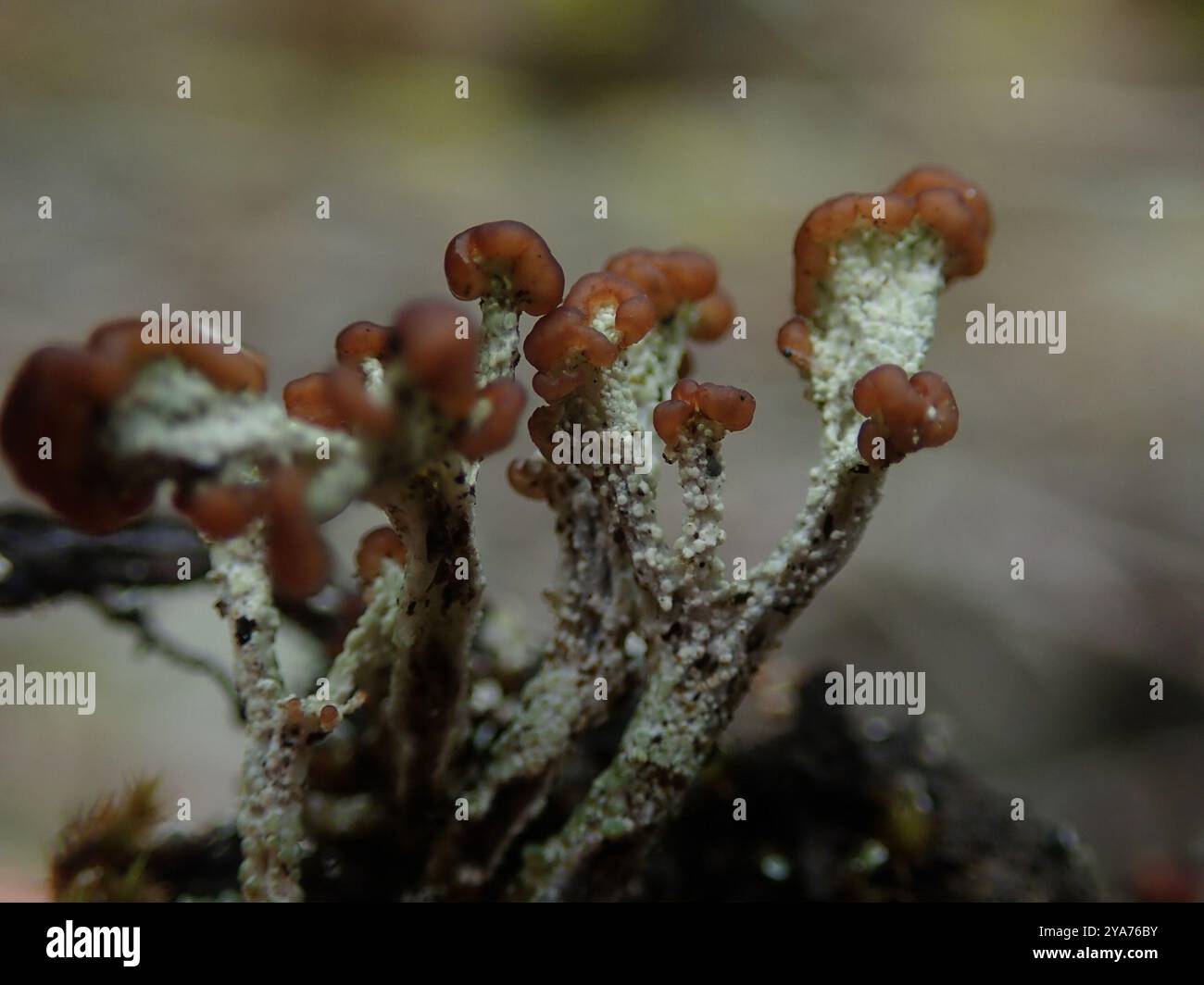 Split-peg Lichen (Cladonia cariosa) Fungi Stock Photo - Alamy