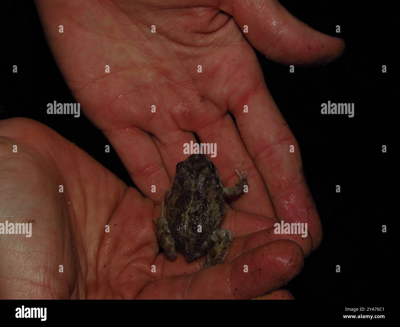 Cape sand frog (Tomopterna delalandii) Amphibia Stock Photo - Alamy