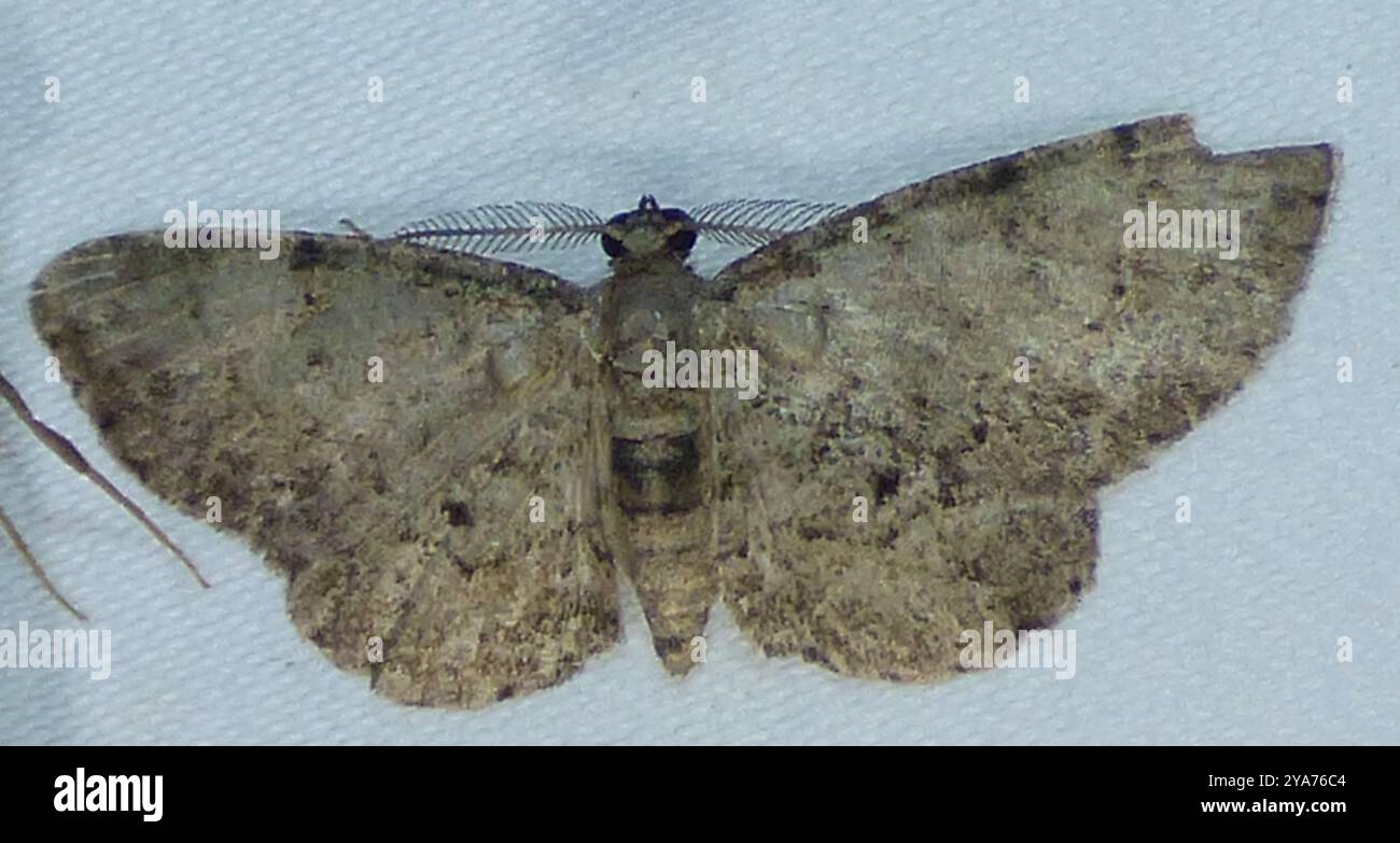 Texas Gray (Glenoides texanaria) Insecta Stock Photo - Alamy