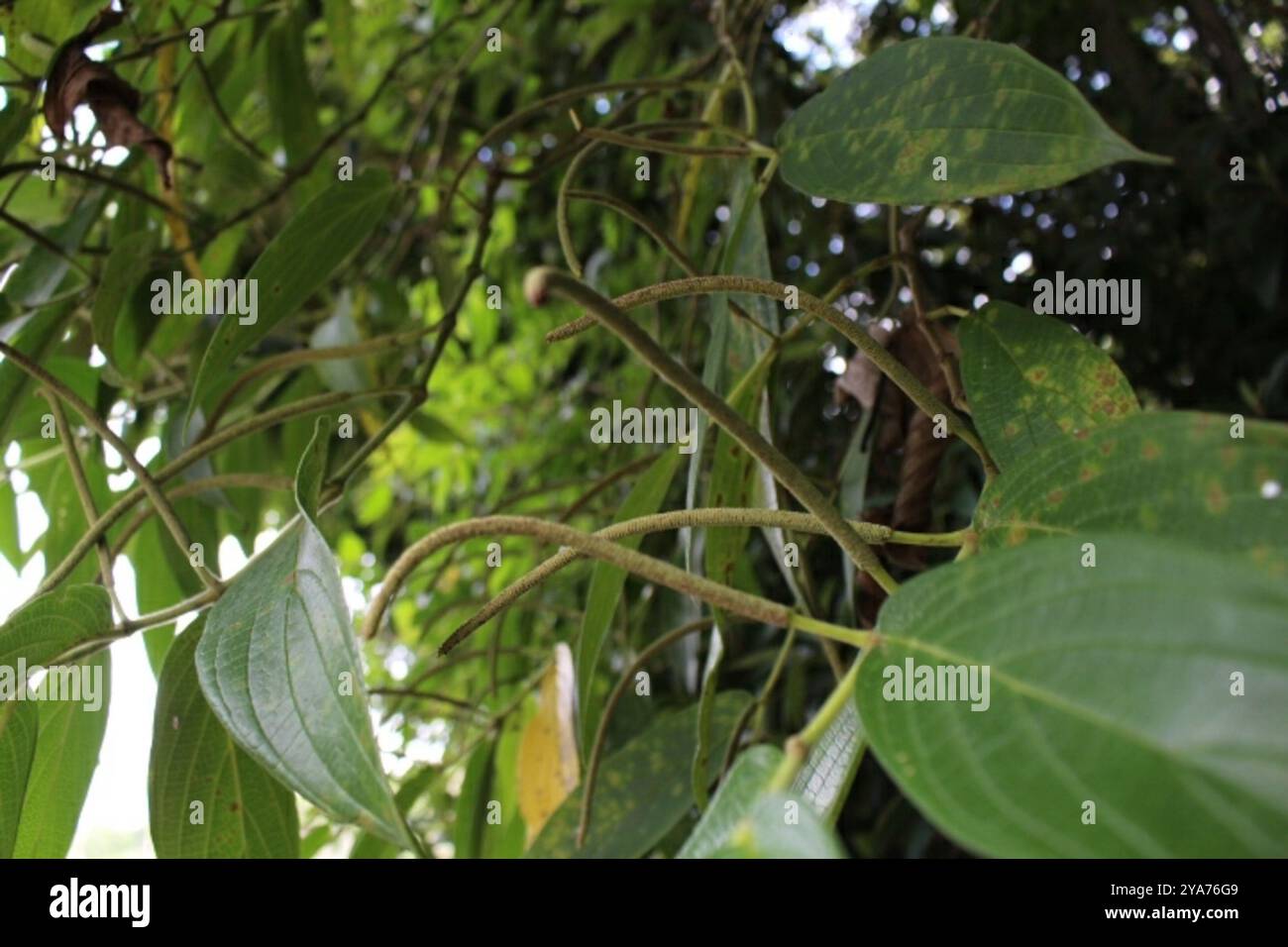 spiked pepper (Piper aduncum) Plantae Stock Photo - Alamy