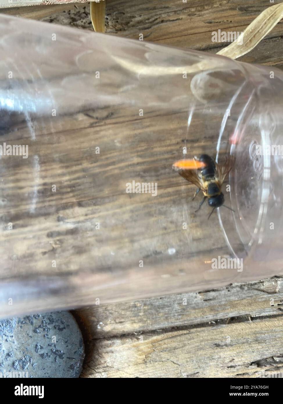Sculptured Resin Bee (Megachile sculpturalis) Insecta Stock Photo - Alamy