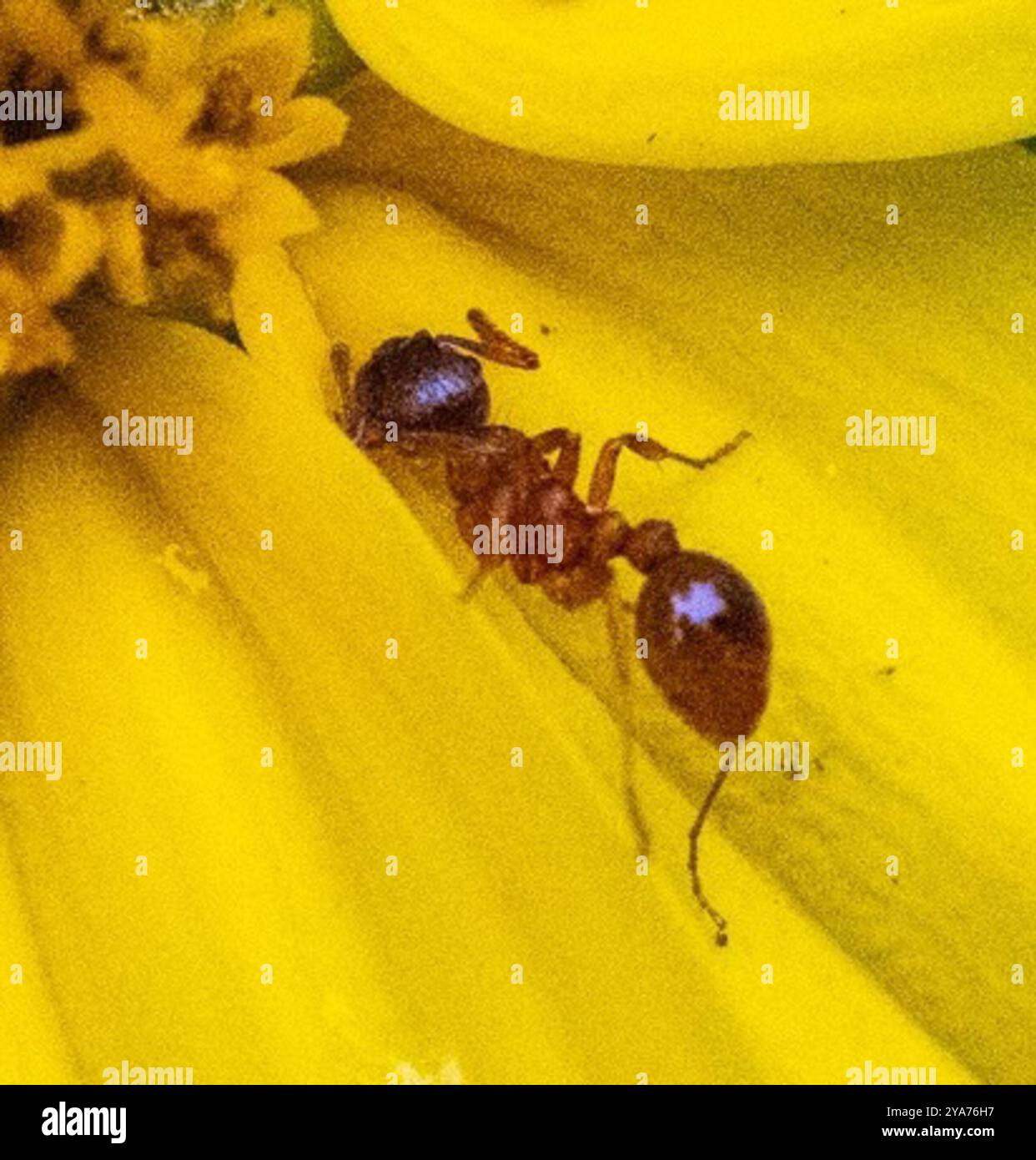 European fire ant (Myrmica rubra) Insecta Stock Photo - Alamy