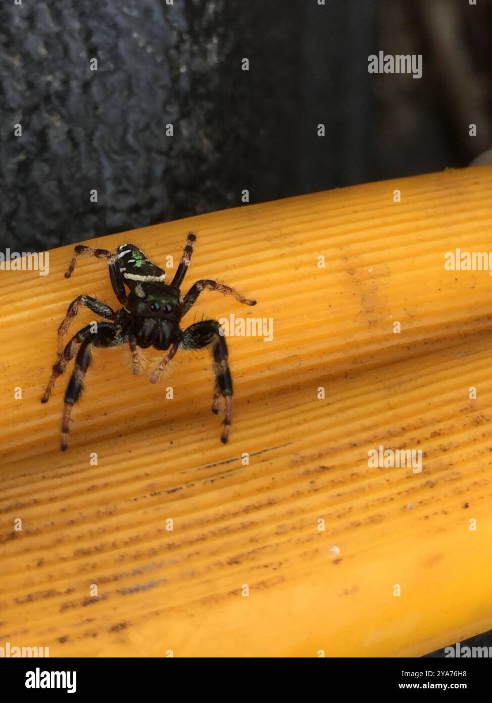 Golden Jumping Spider (Paraphidippus aurantius) Arachnida Stock Photo ...