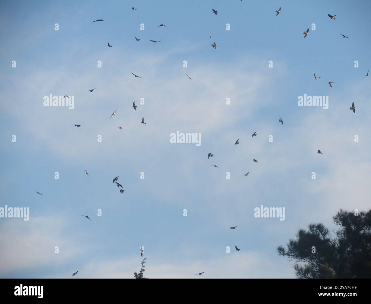 White-rumped Swallow (Tachycineta leucorrhoa) Aves Stock Photo - Alamy