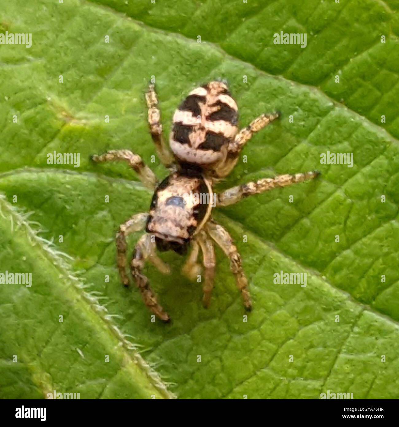 Zebra Jumping Spider (Salticus scenicus) Arachnida Stock Photo - Alamy