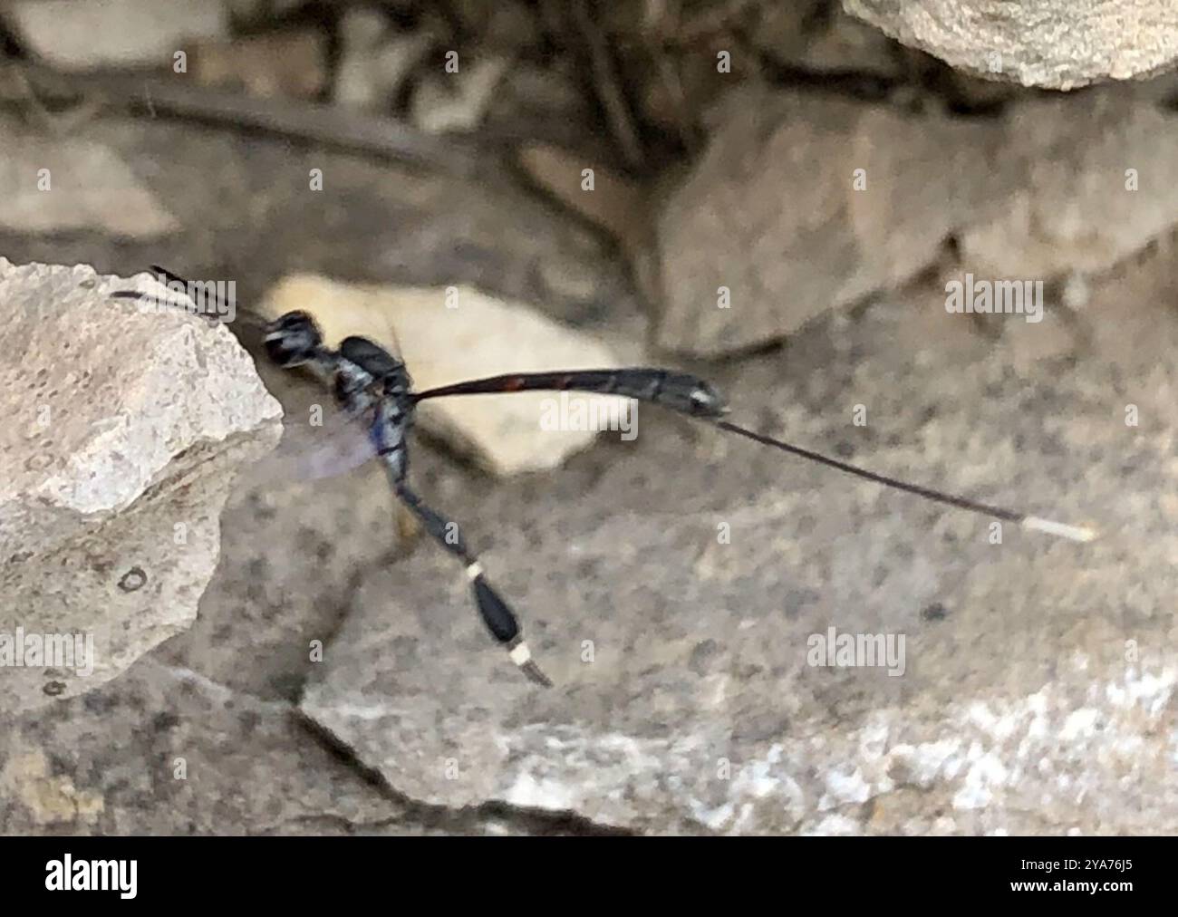 Javelin Wasp (Gasteruption jaculator) Insecta Stock Photo - Alamy