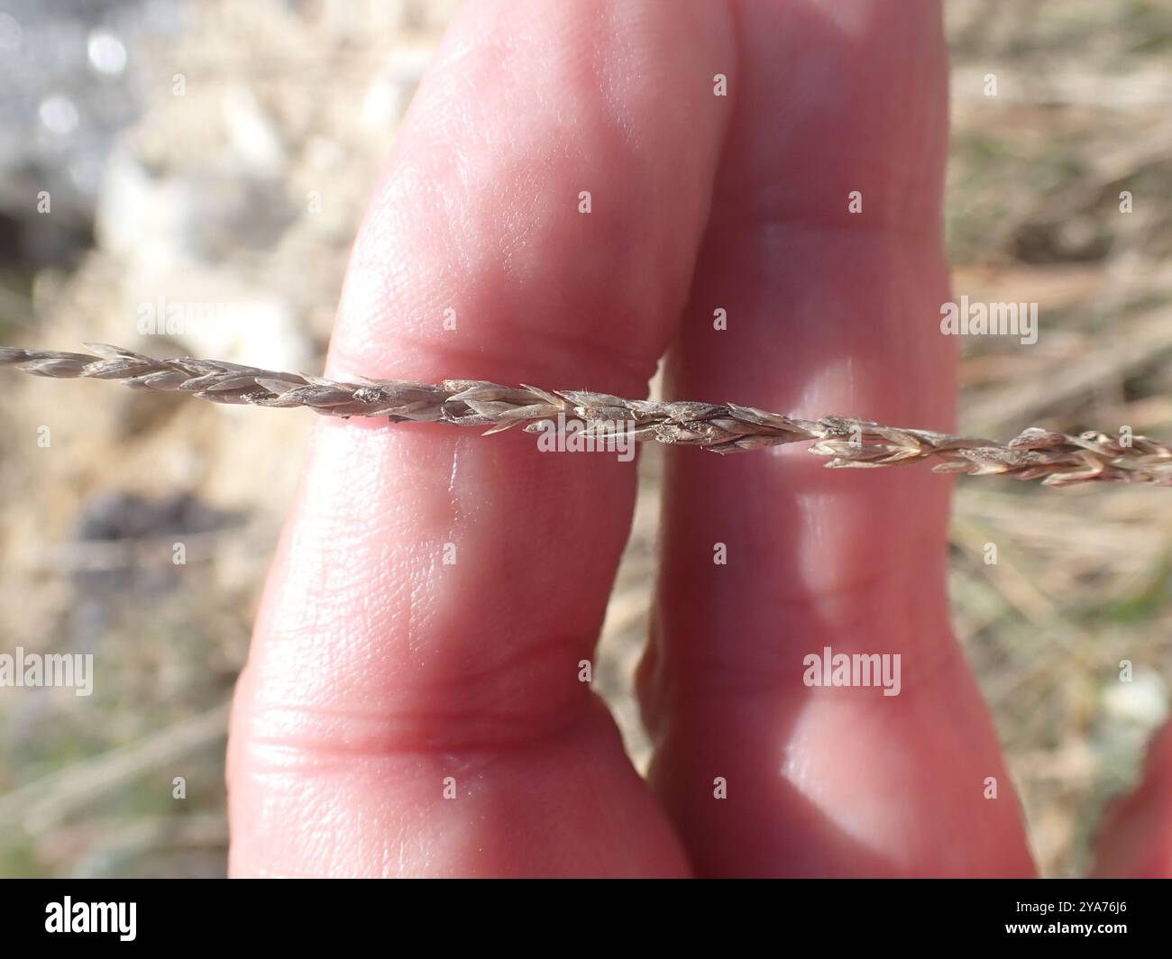 Common Saltmarsh-grass (Puccinellia maritima) Plantae Stock Photo - Alamy