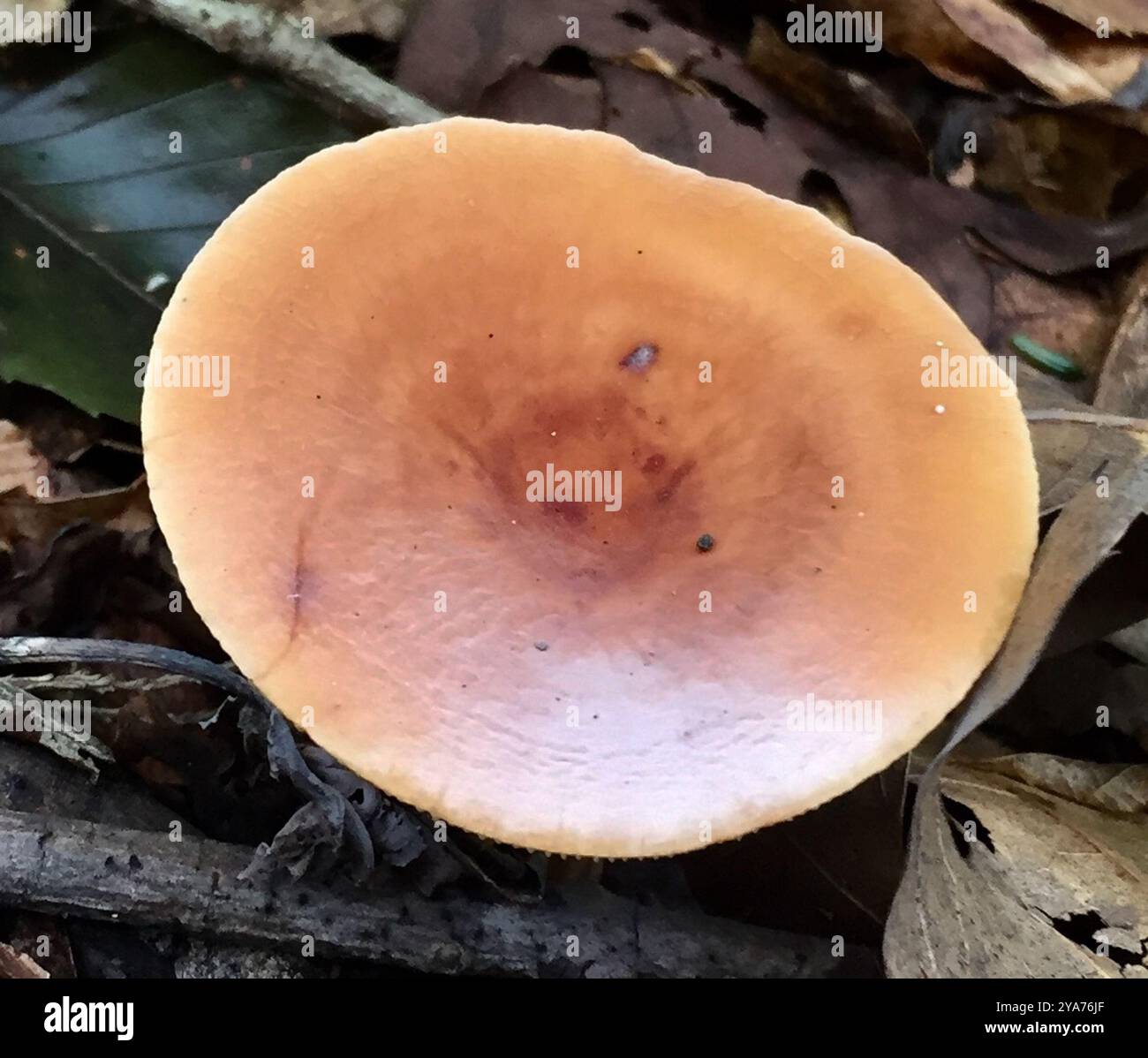 Weeping Milk Cap (Lactifluus volemus) Fungi Stock Photo - Alamy
