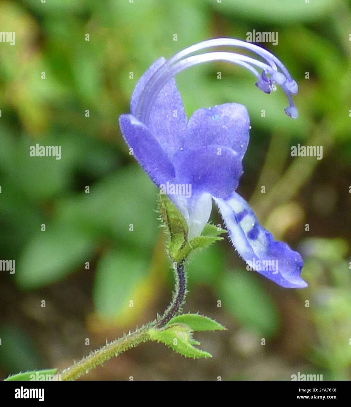 Blue Curls (Trichostema dichotomum) Plantae Stock Photo - Alamy