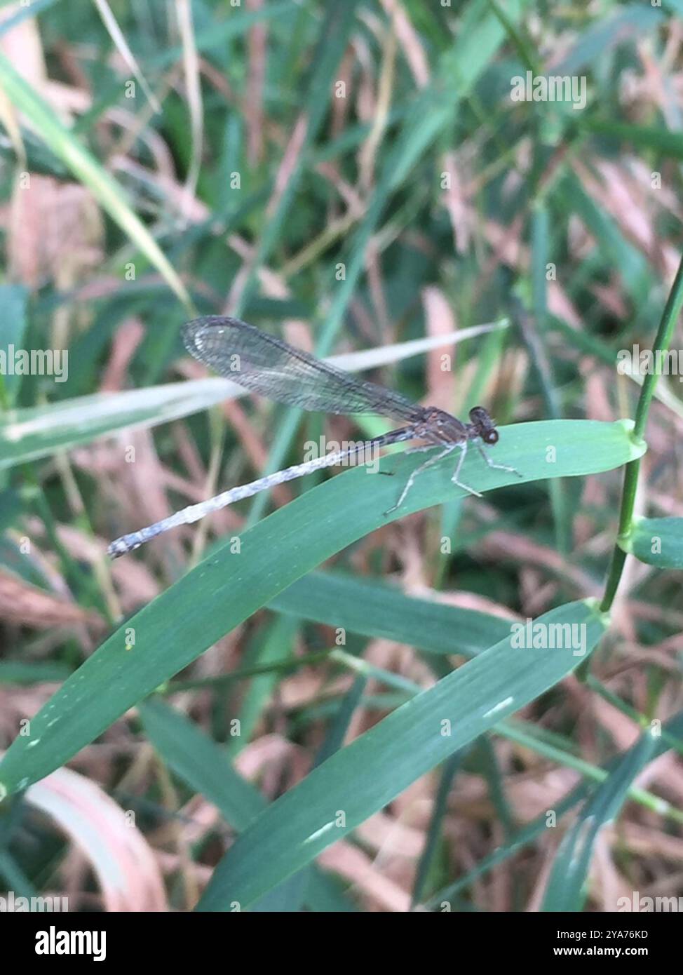 Blue-tipped Dancer (Argia tibialis) Insecta Stock Photo - Alamy