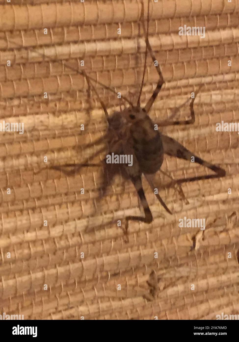 Greenhouse Camel Cricket (Tachycines asynamorus) Insecta Stock Photo ...