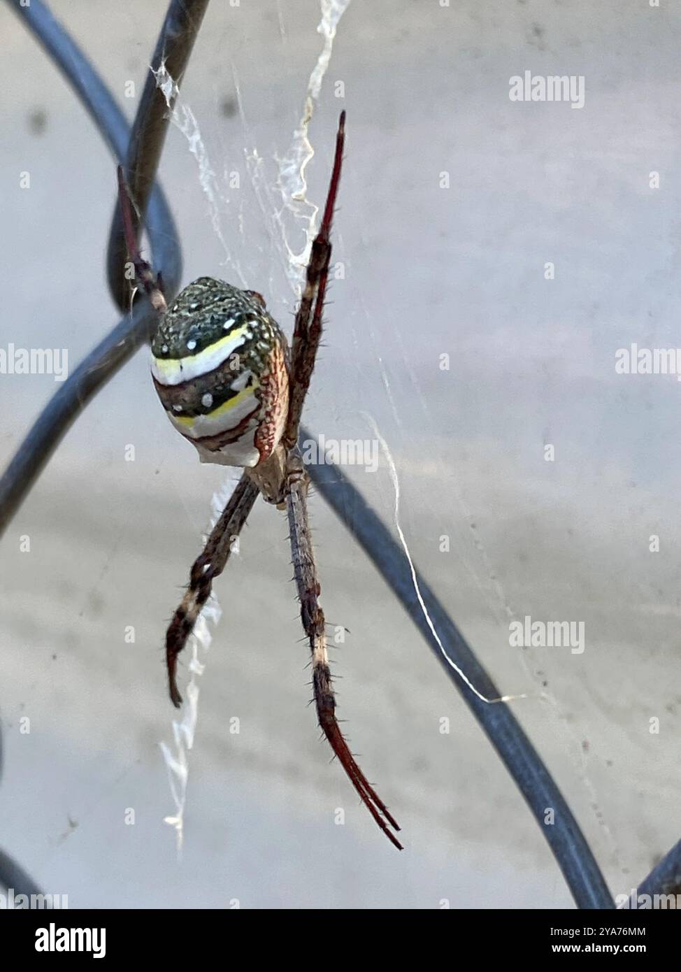 Saint Andrew's Cross Spider (Argiope keyserlingi) Arachnida Stock Photo ...