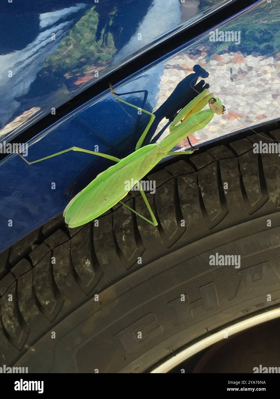 Chinese Mantis (Tenodera sinensis) Insecta Stock Photo - Alamy