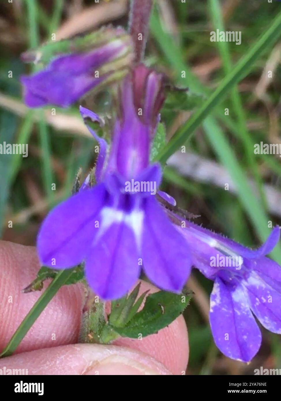 downy lobelia (Lobelia puberula) Plantae Stock Photo - Alamy