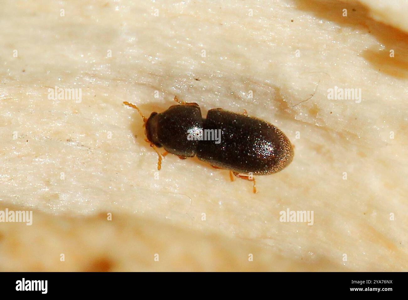 Shelf Fungus Beetles (Ciidae) Insecta Stock Photo - Alamy