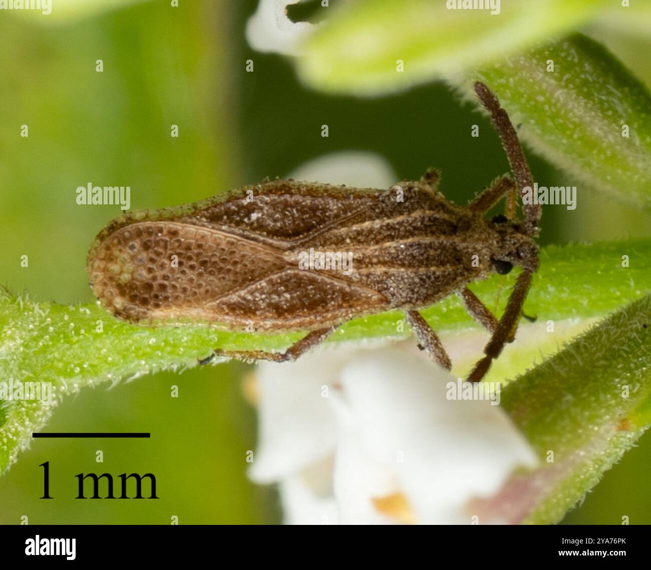 Lantana Lace Bug (Teleonemia scrupulosa) Insecta Stock Photo - Alamy