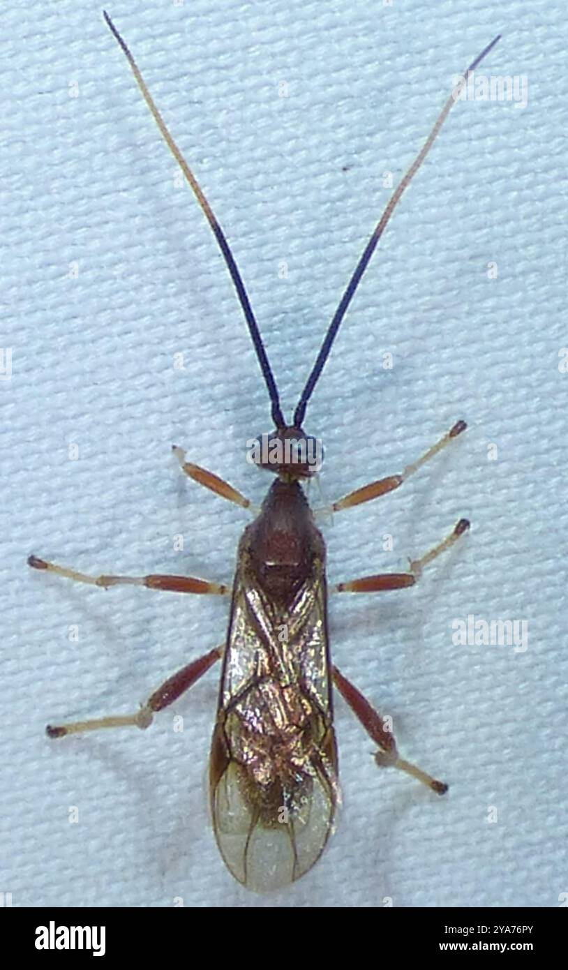 Braconid Wasps (Braconidae) Insecta Stock Photo - Alamy
