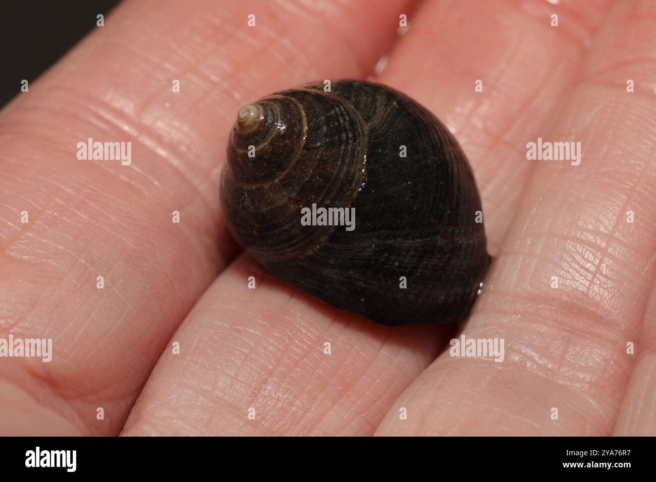 Common Periwinkle (Littorina littorea) Mollusca Stock Photo - Alamy