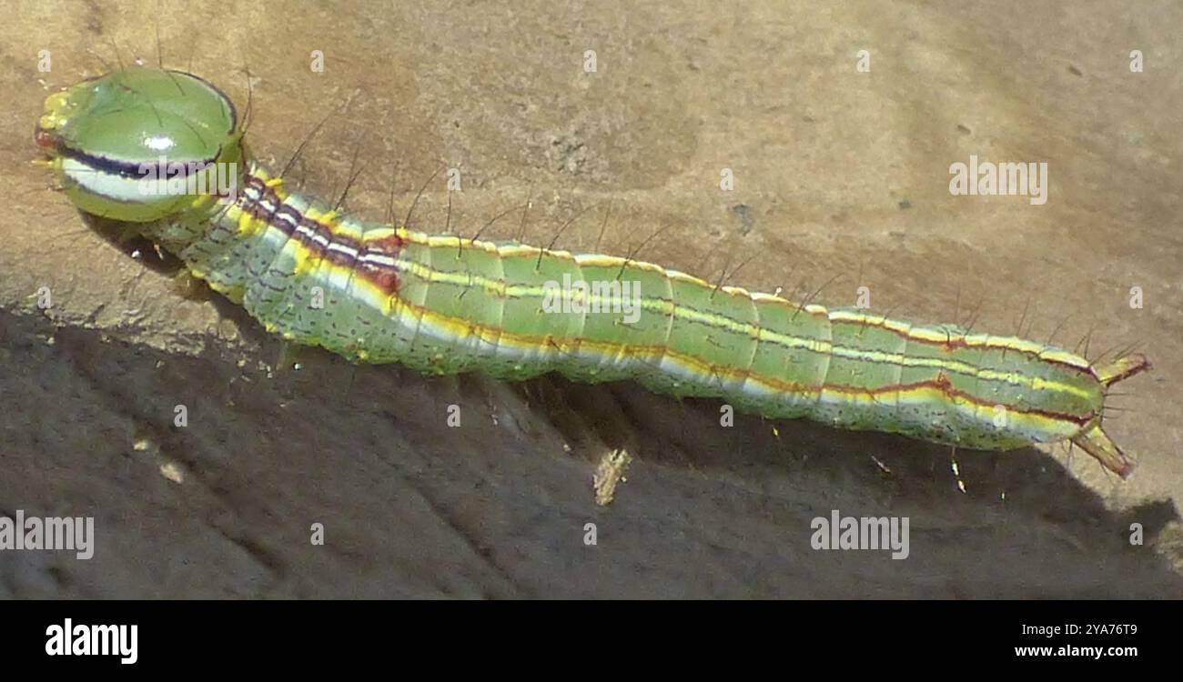 Variable Oakleaf Caterpillar Moth (Lochmaeus manteo) Insecta Stock ...