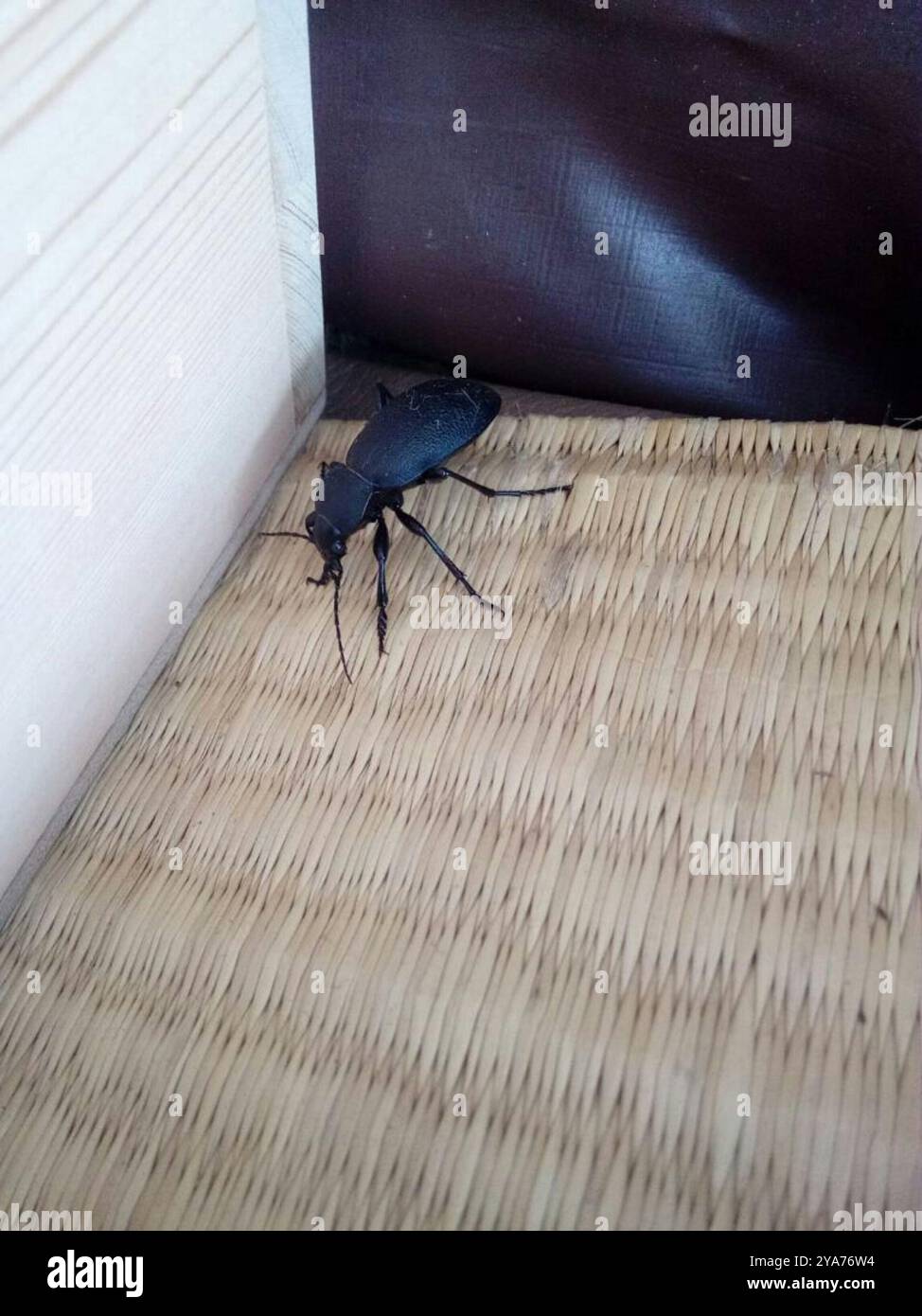 (Carabus coriaceus) Insecta Stock Photo - Alamy