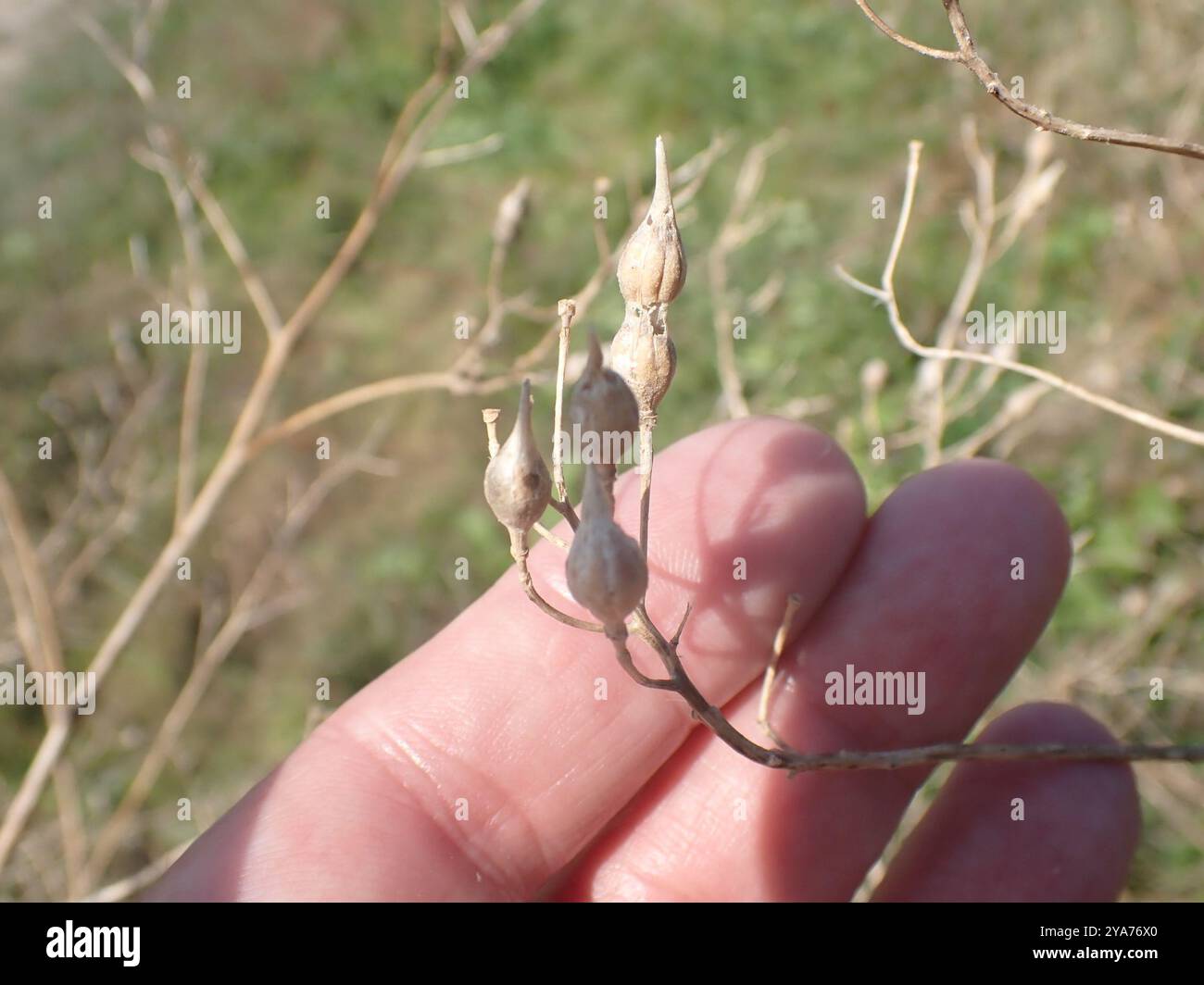 Mediterranean Radish (Raphanus raphanistrum landra) Plantae Stock Photo ...