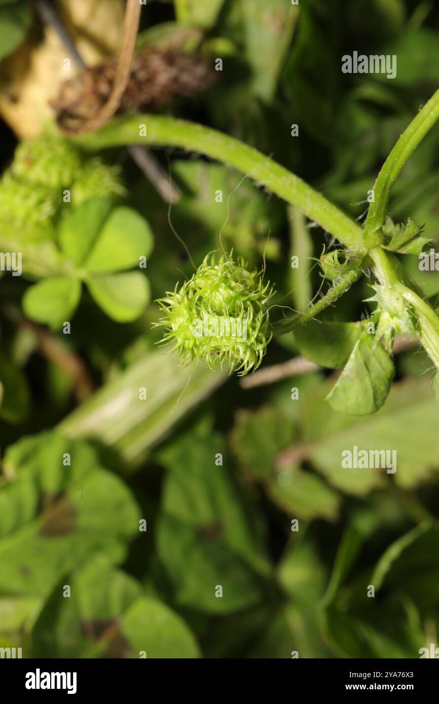 Spotted medick (Medicago arabica) Plantae Stock Photo - Alamy