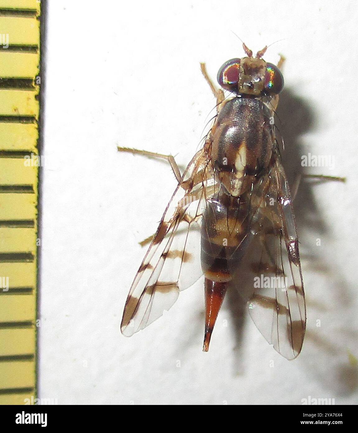 Fruit, Signal, and Picture-winged Flies (Tephritoidea) Insecta Stock ...