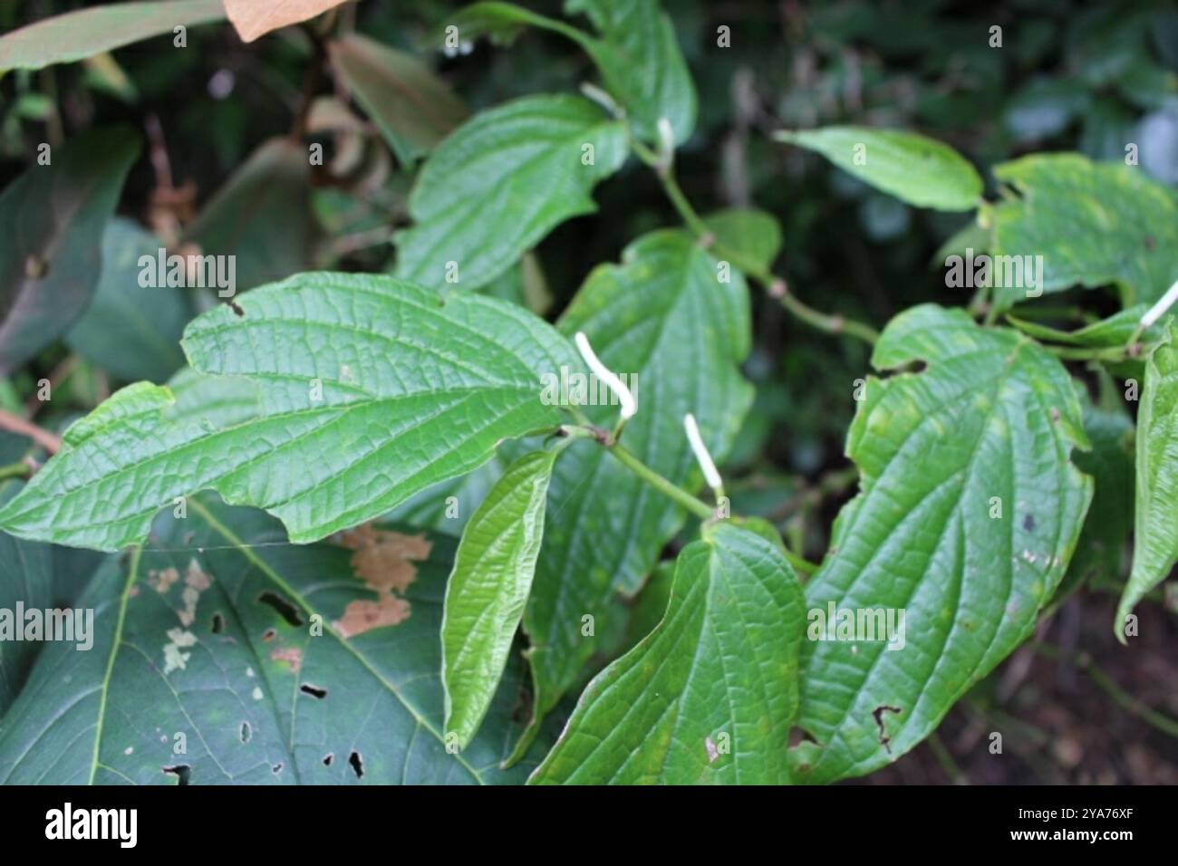 pepper plants (Piper) Plantae Stock Photo - Alamy